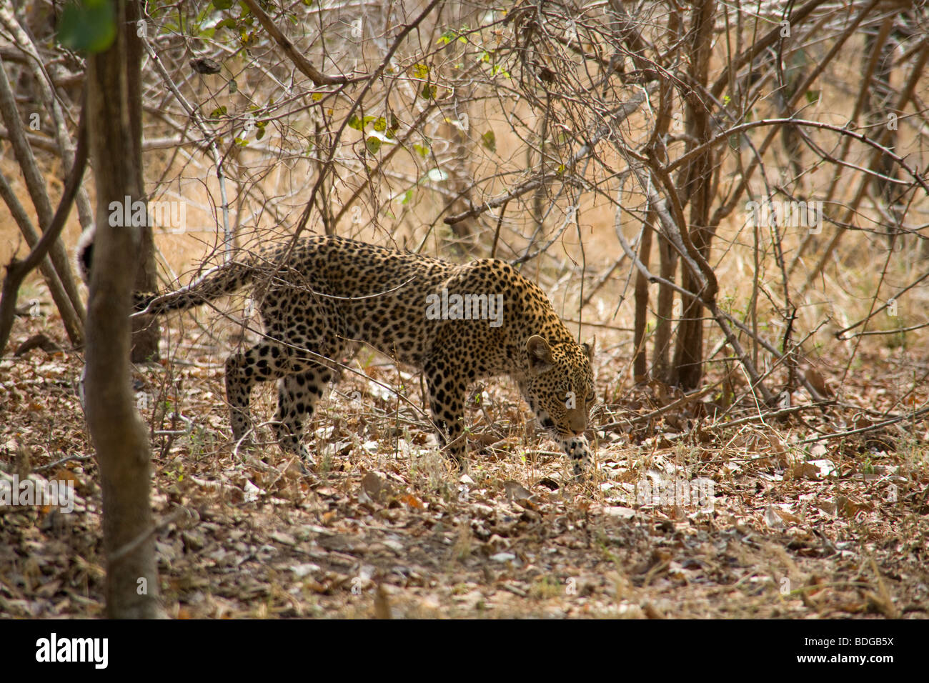 Zambia, Tafika Camp on the banks of the Luangwa River, South Luangwa ...