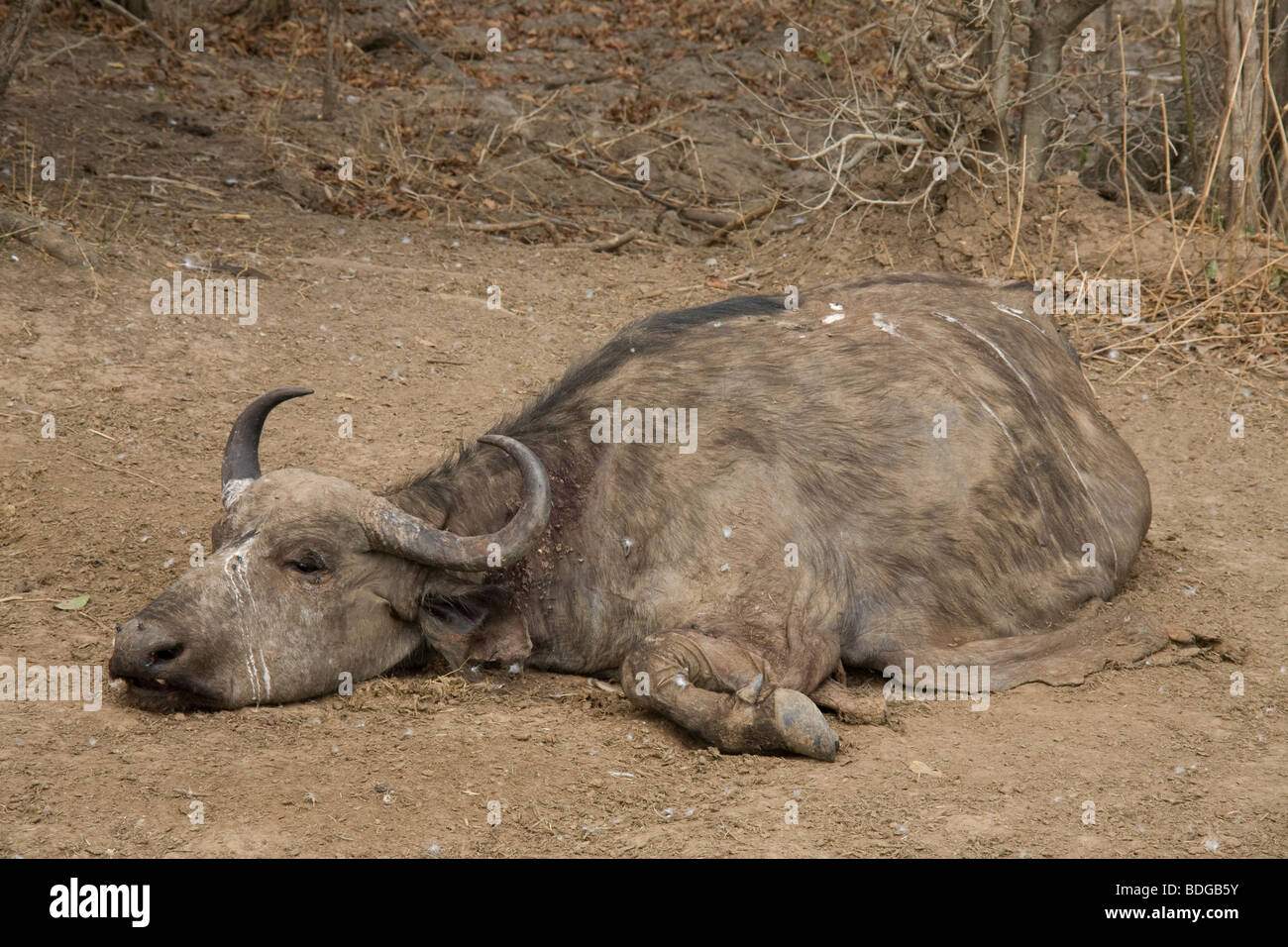 Zambia, Tafika Camp on the banks of the Luangwa River, South Luangwa ...