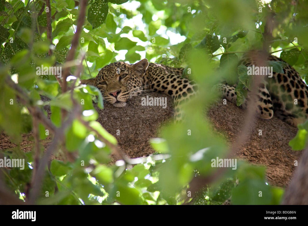 Leopard resting in a tree South Luangwa National Park Stock Photo - Alamy