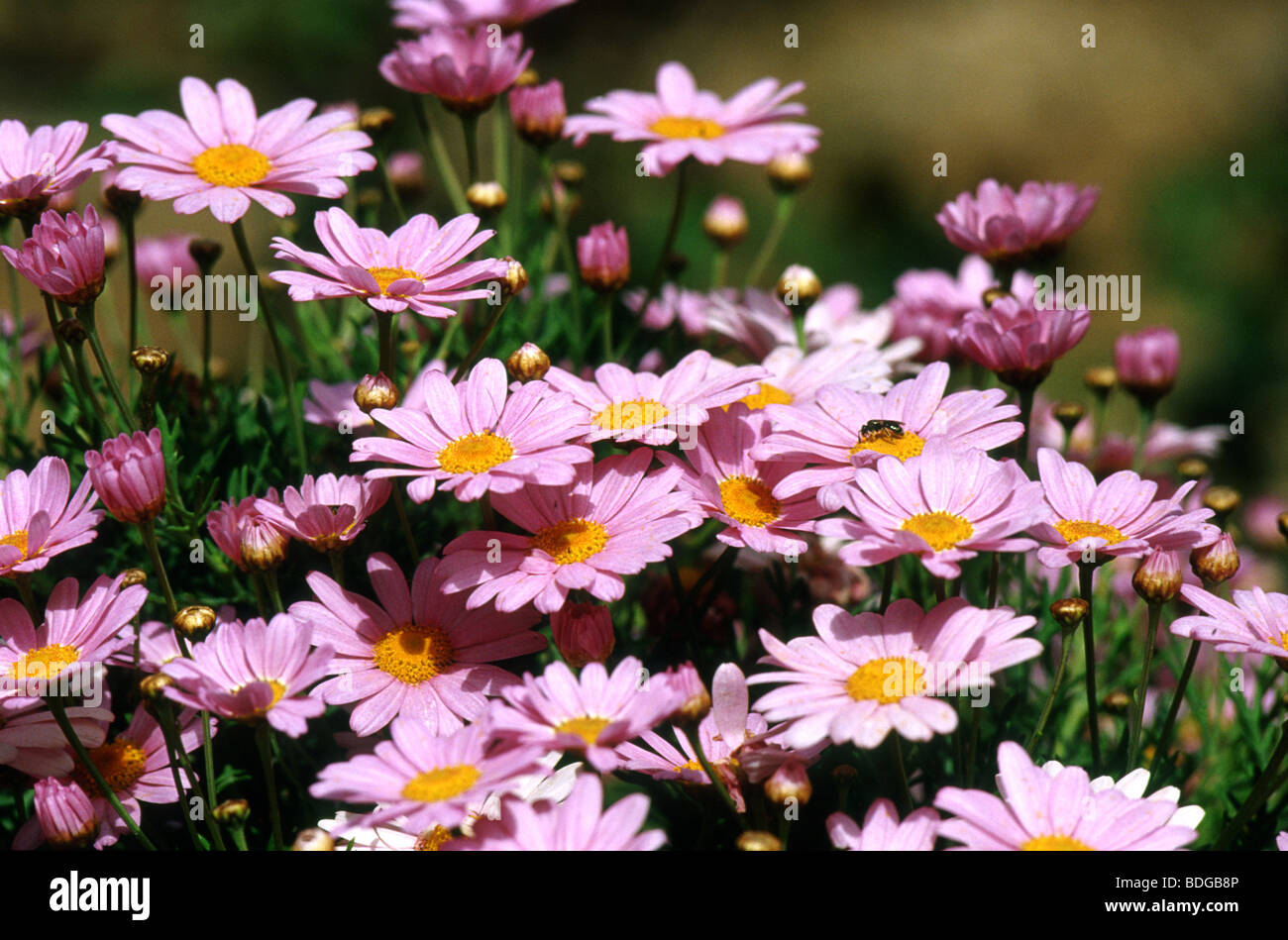 Margaritas margaritas hi-res stock photography and images - Alamy