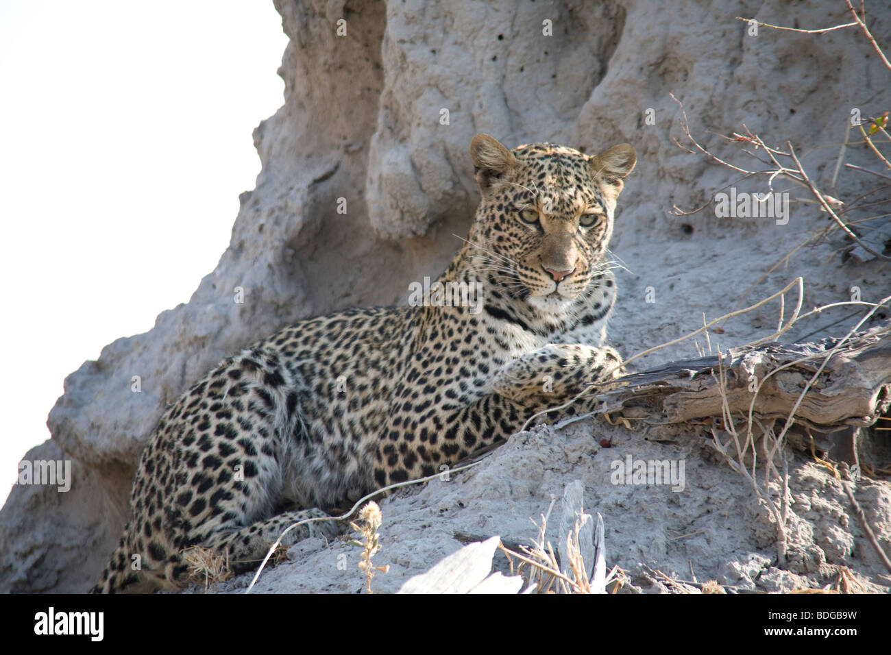 Leopard lying on a rock hi-res stock photography and images - Alamy