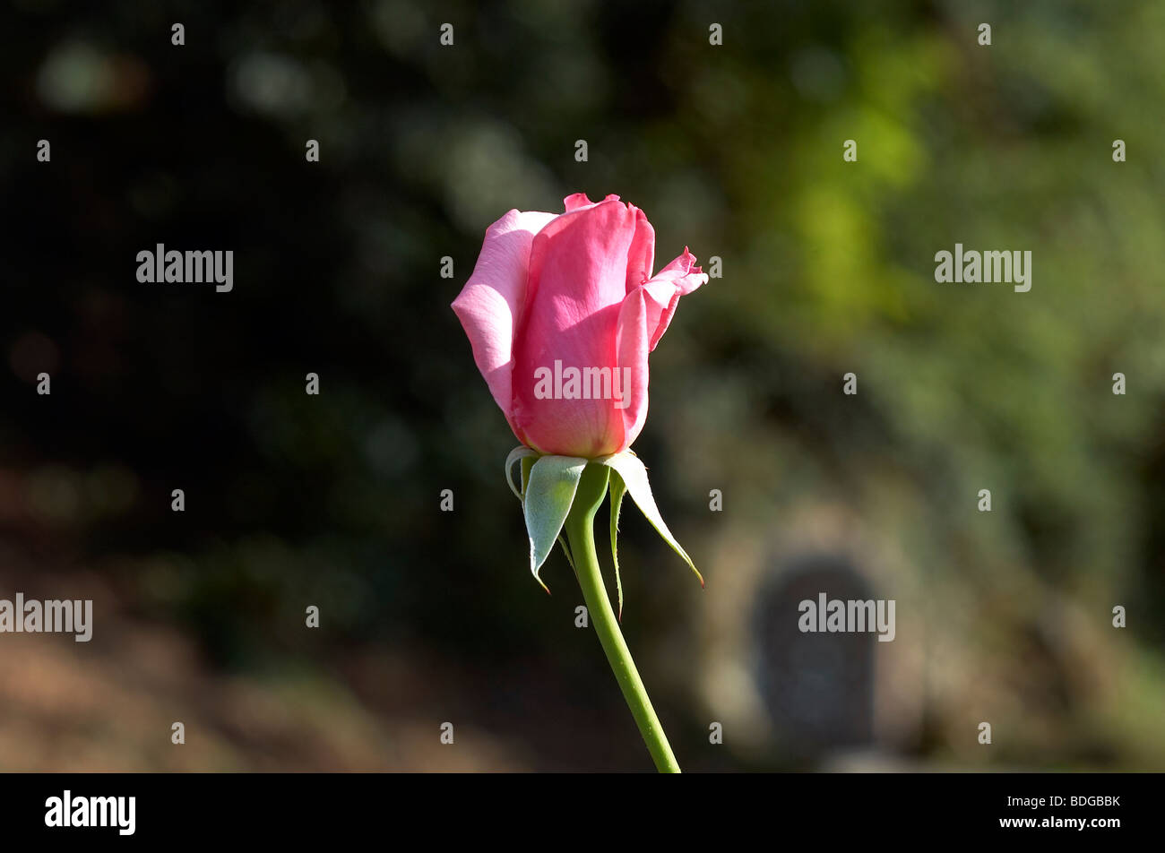 Only one pink rose and green leaves hi-res stock photography and images ...