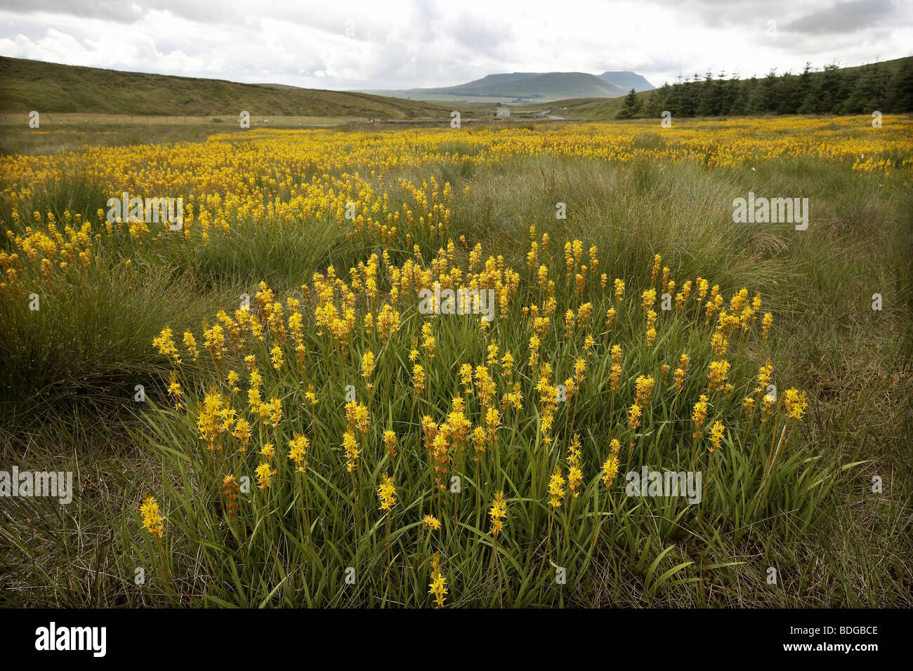 Bog Asphodel, Narthecium ossifragum, growing in profusion near ...