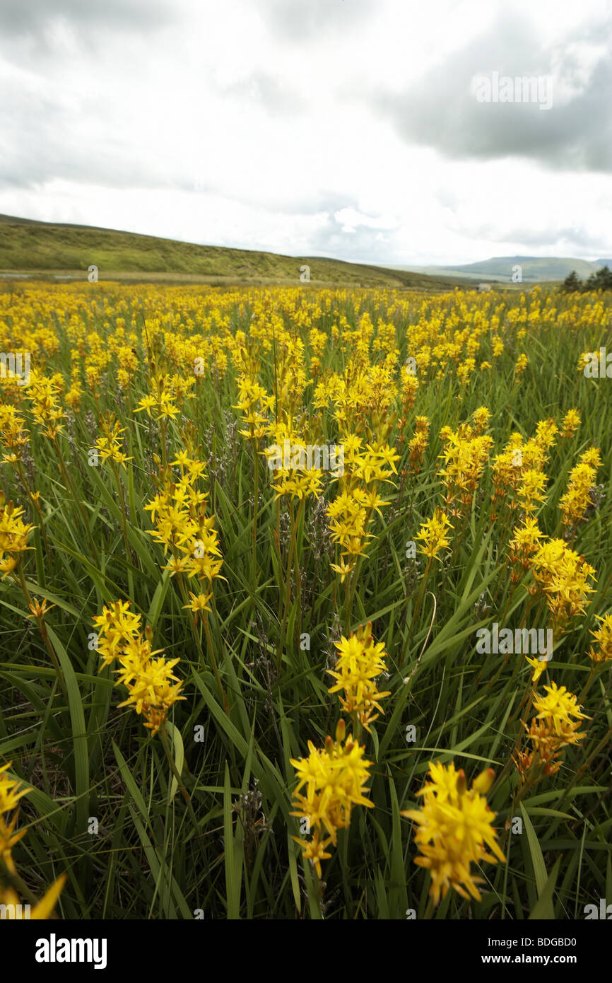 Bog Asphodel, Narthecium ossifragum, growing in profusion near ...