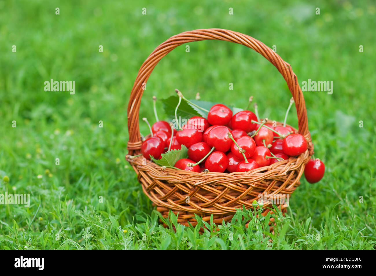 Cherry grass fruit hi-res stock photography and images - Alamy
