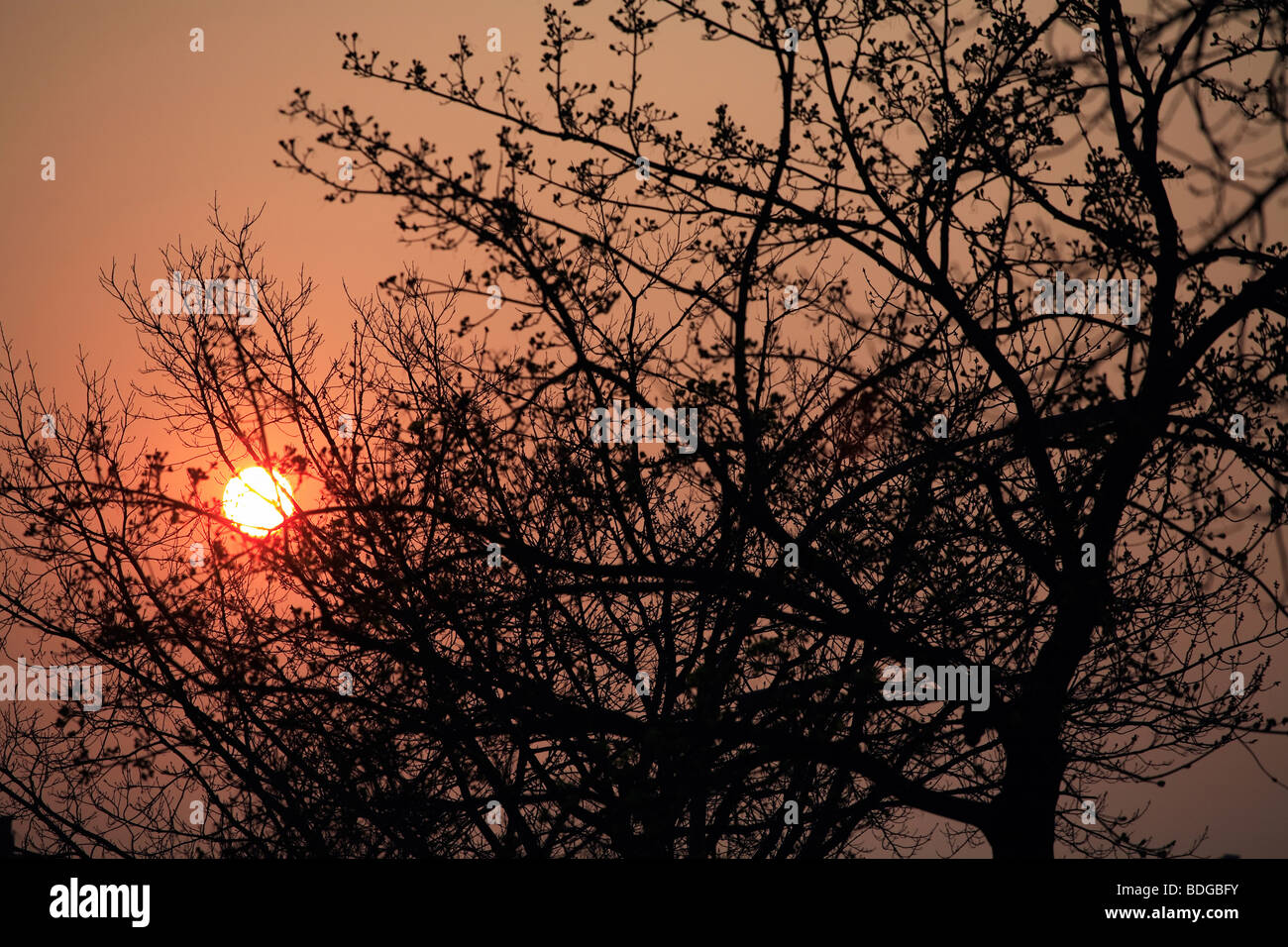 Tree in morning light Stock Photo - Alamy