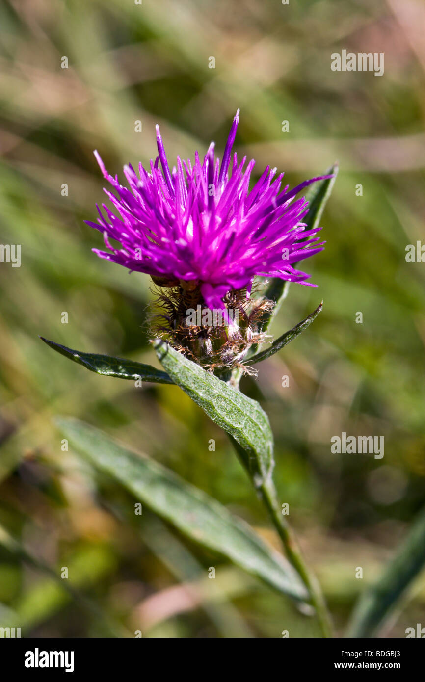 Common knapweed hi-res stock photography and images - Alamy