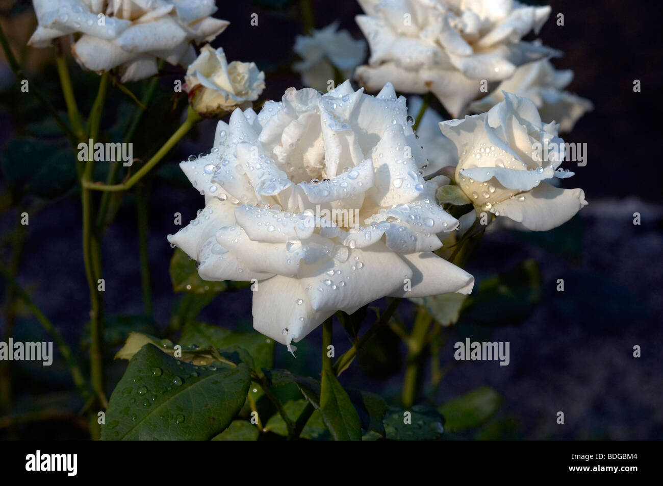 Roses structure hi-res stock photography and images - Alamy