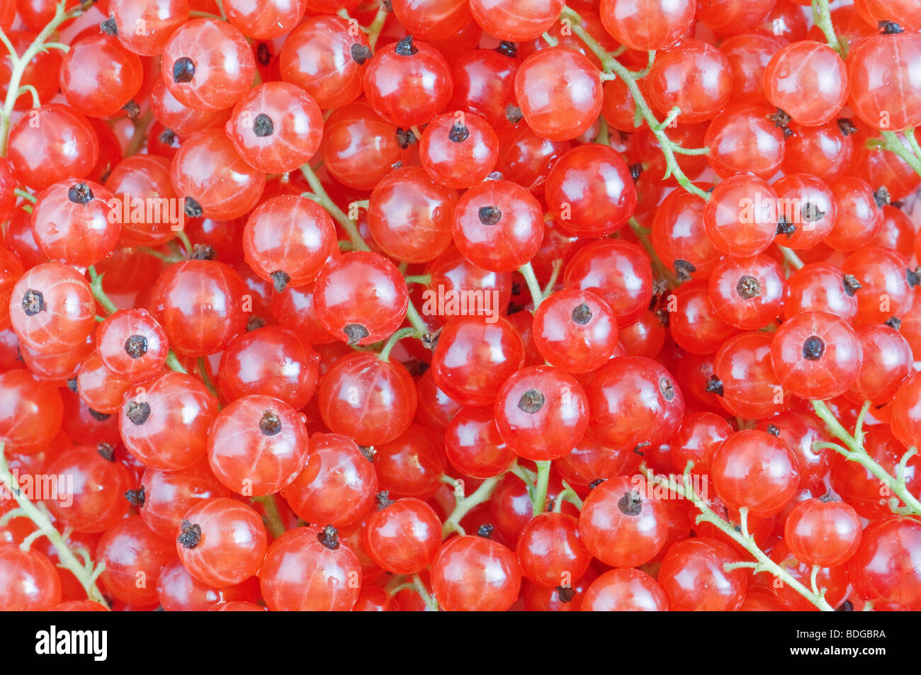 Red currant texture hi-res stock photography and images - Alamy
