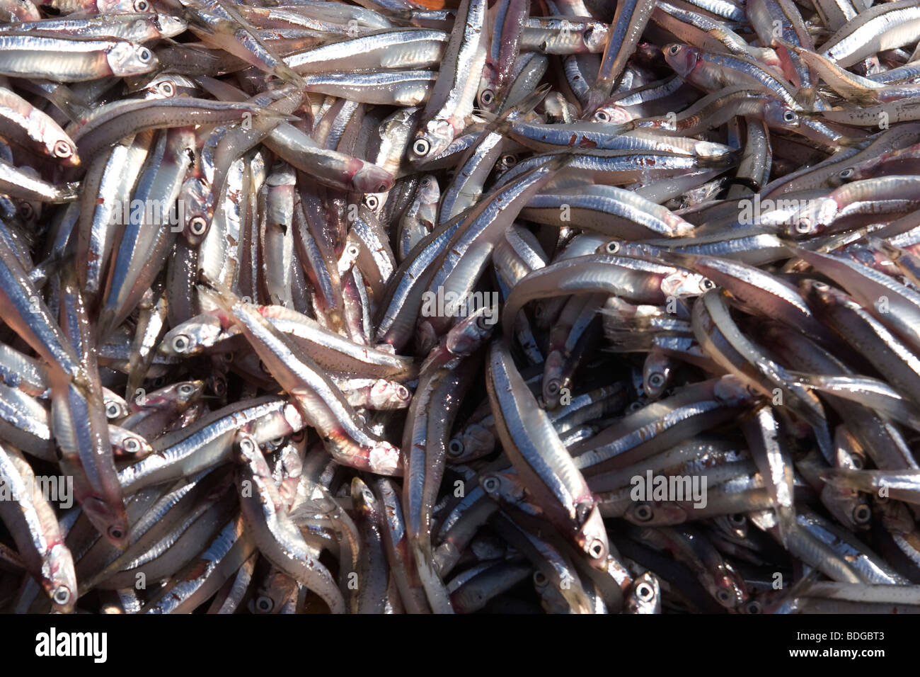 Small whitebait fish. Zanzibar Stock Photo - Alamy