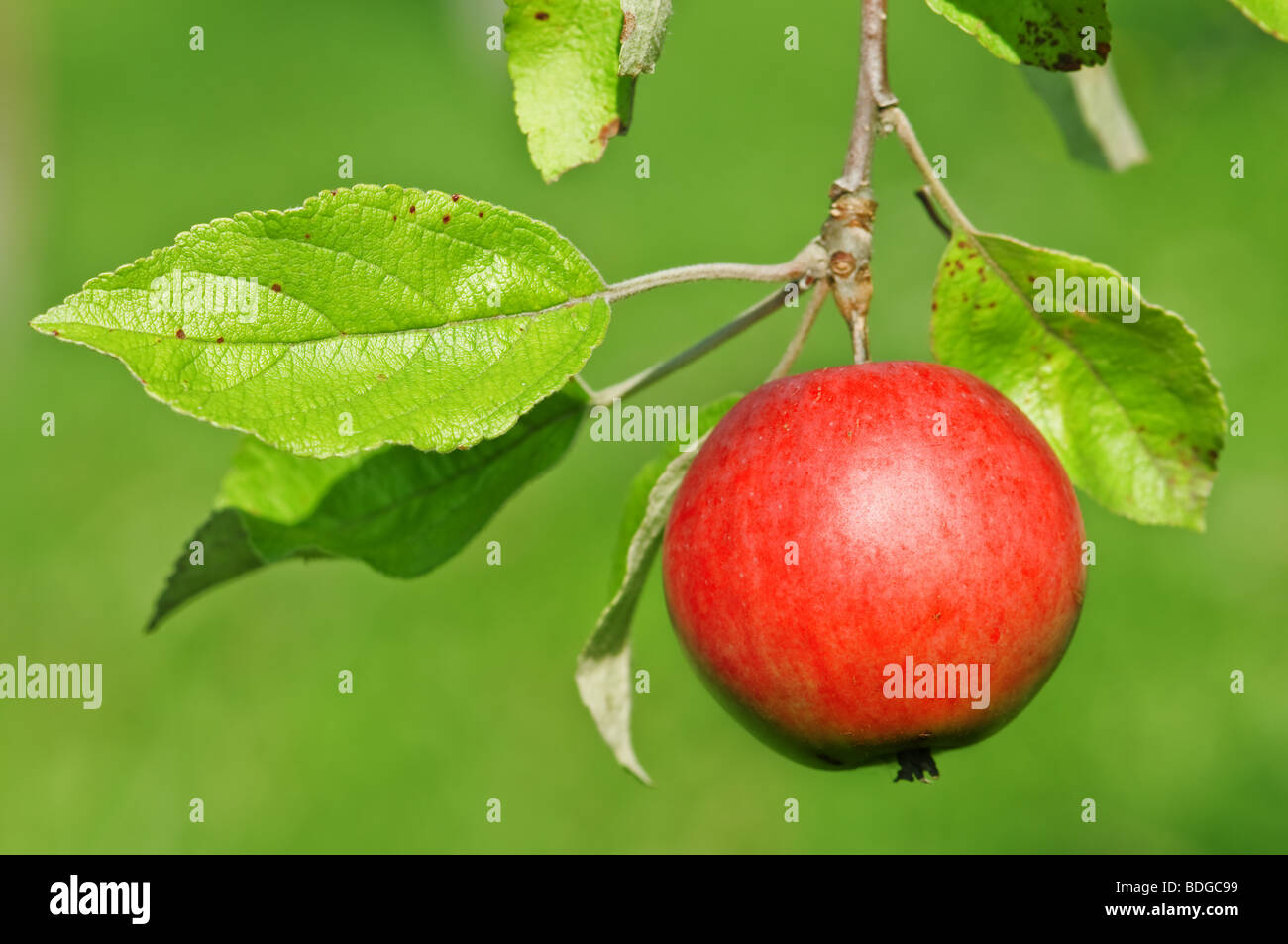 red apple on tree closeup Stock Photo - Alamy