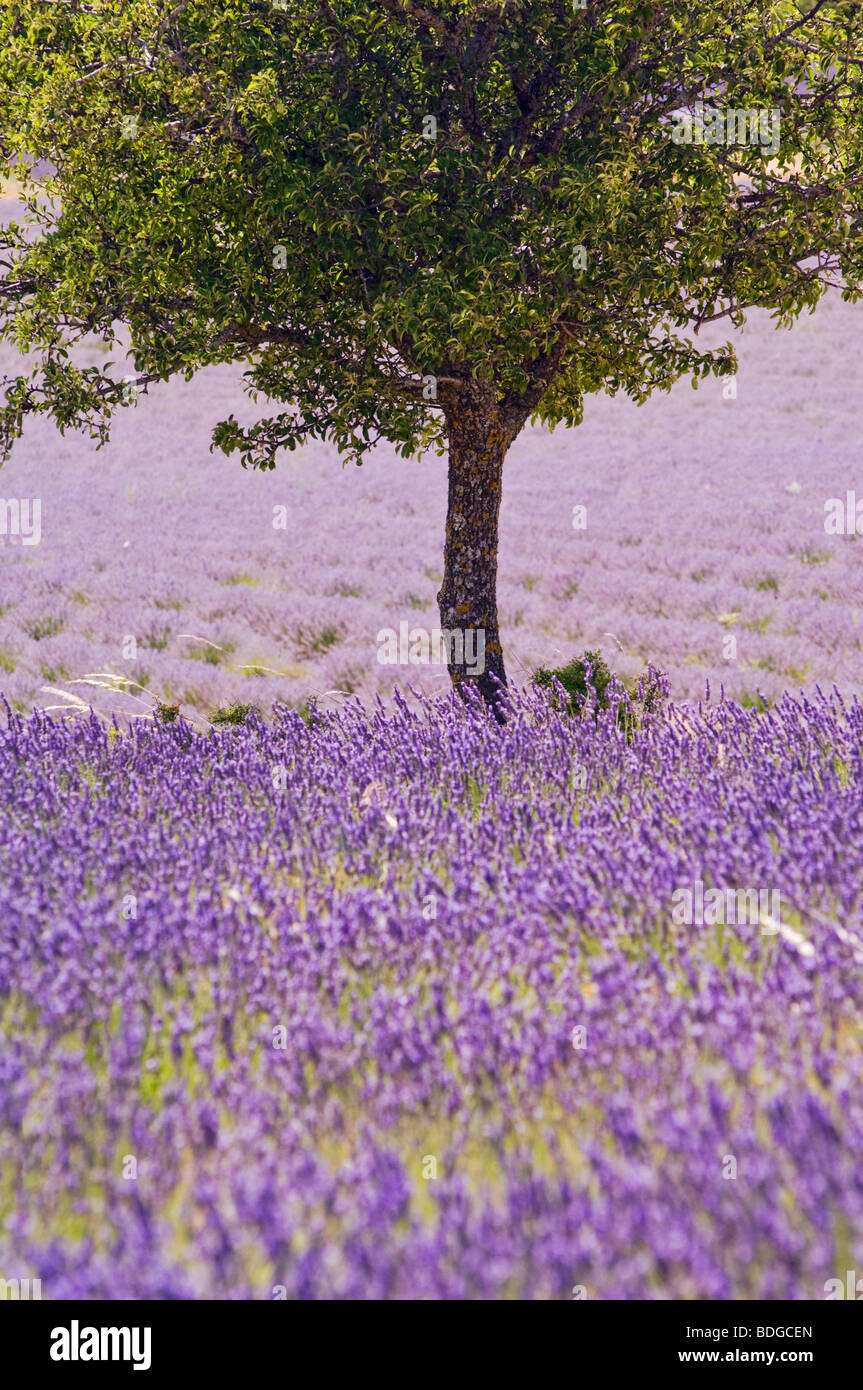 A lone tree in a lavender field near Aurel Stock Photo - Alamy