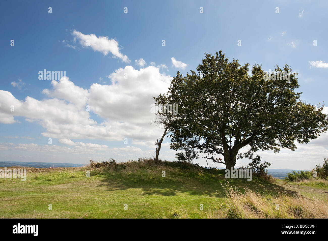 single tree growing on skyline against blue sky and white fluffy clouds ...