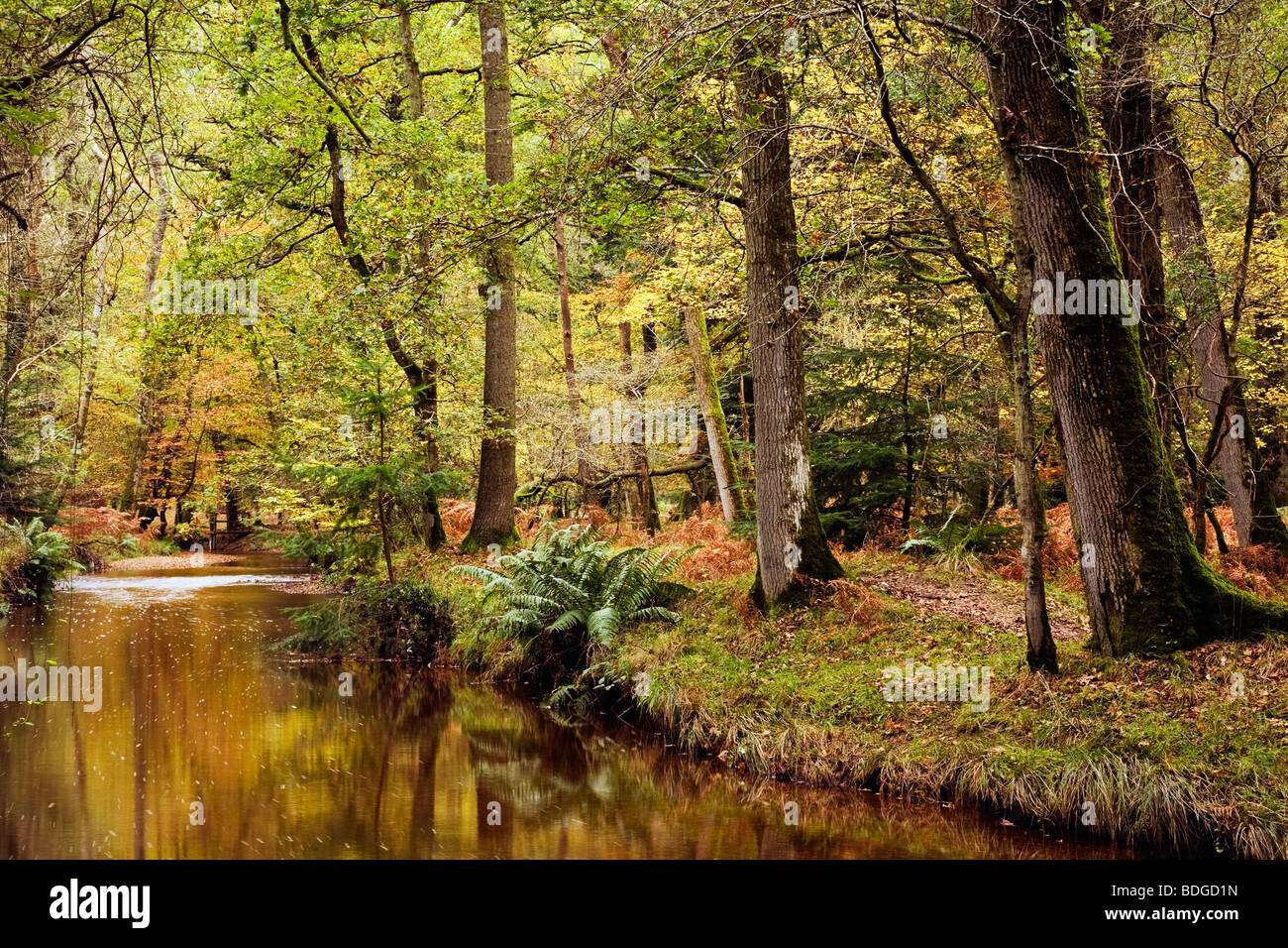 Blackwater stream at autumn in the New Forest National Park Stock Photo ...