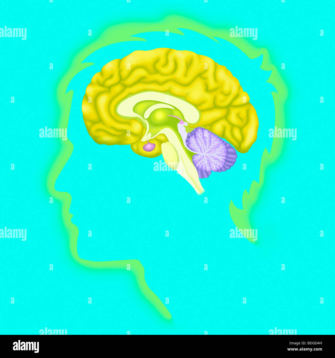 Ventricular system of brain hi-res stock photography and images - Alamy