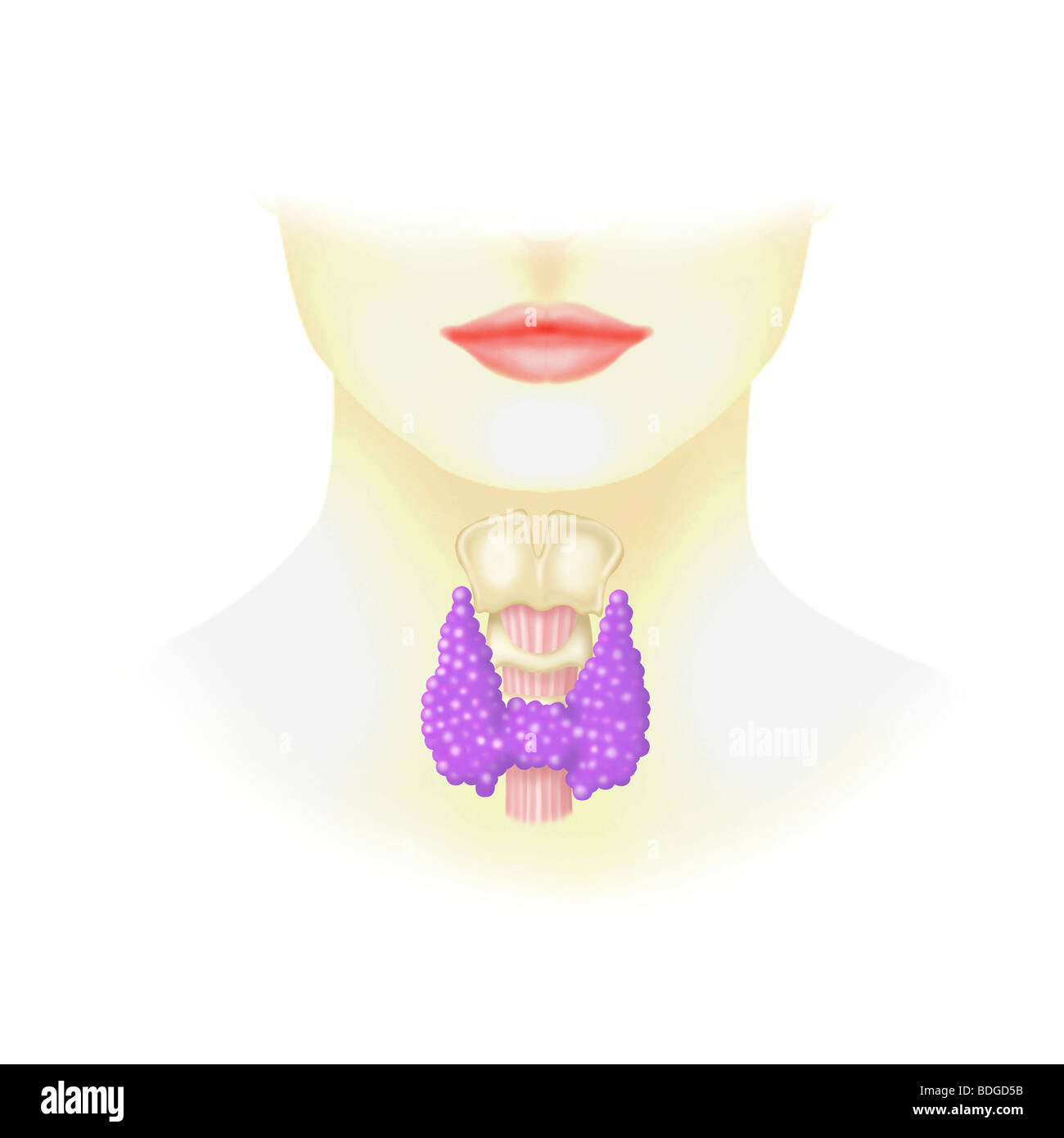 Illustration thyroid gland anatomy Cut Out Stock Images & Pictures - Alamy
