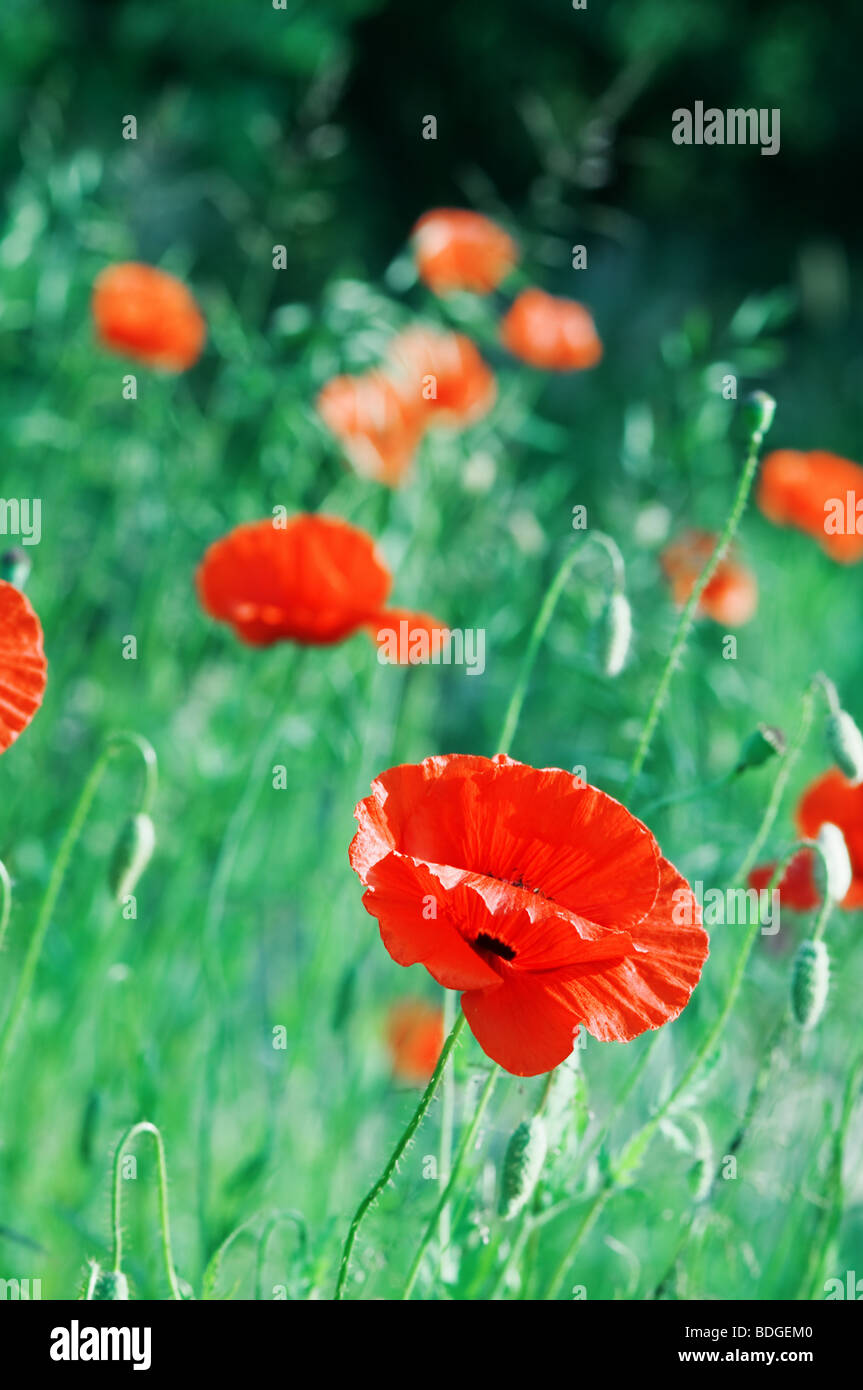 Red poppy field hi-res stock photography and images - Alamy