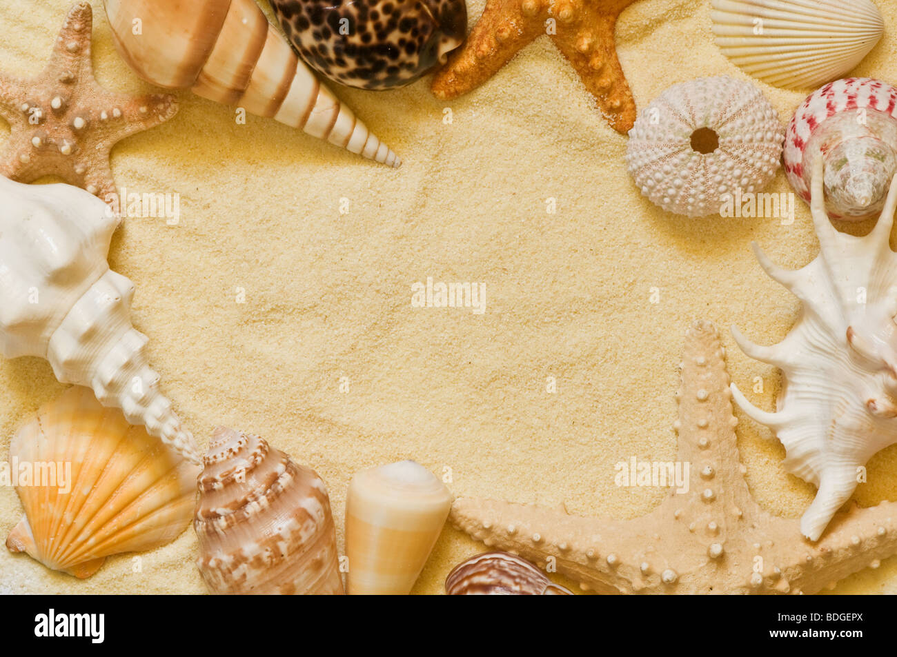 Cockleshell hi-res stock photography and images - Alamy