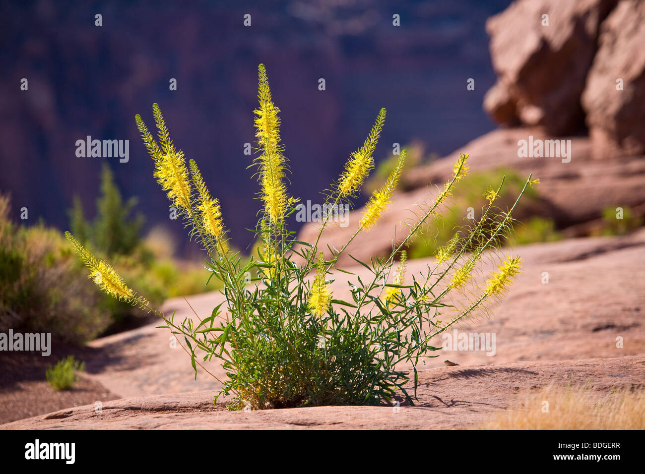 Prince's Plume Stanleya pinnata spring yellow wildflowers in desert in ...