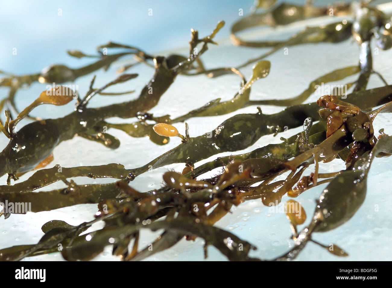Knotted wrack algae hi-res stock photography and images - Alamy