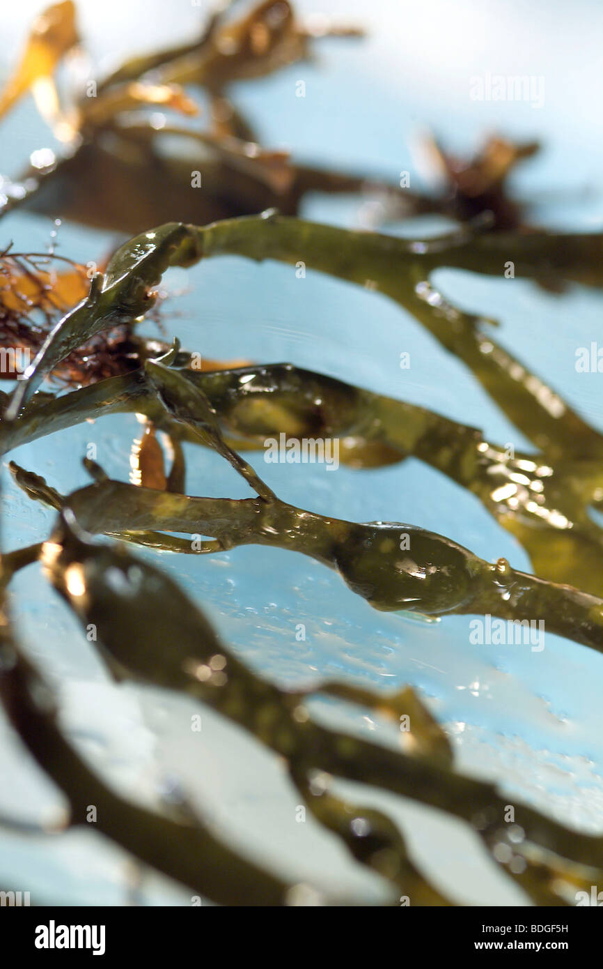 Knotted wrack algae hi-res stock photography and images - Alamy