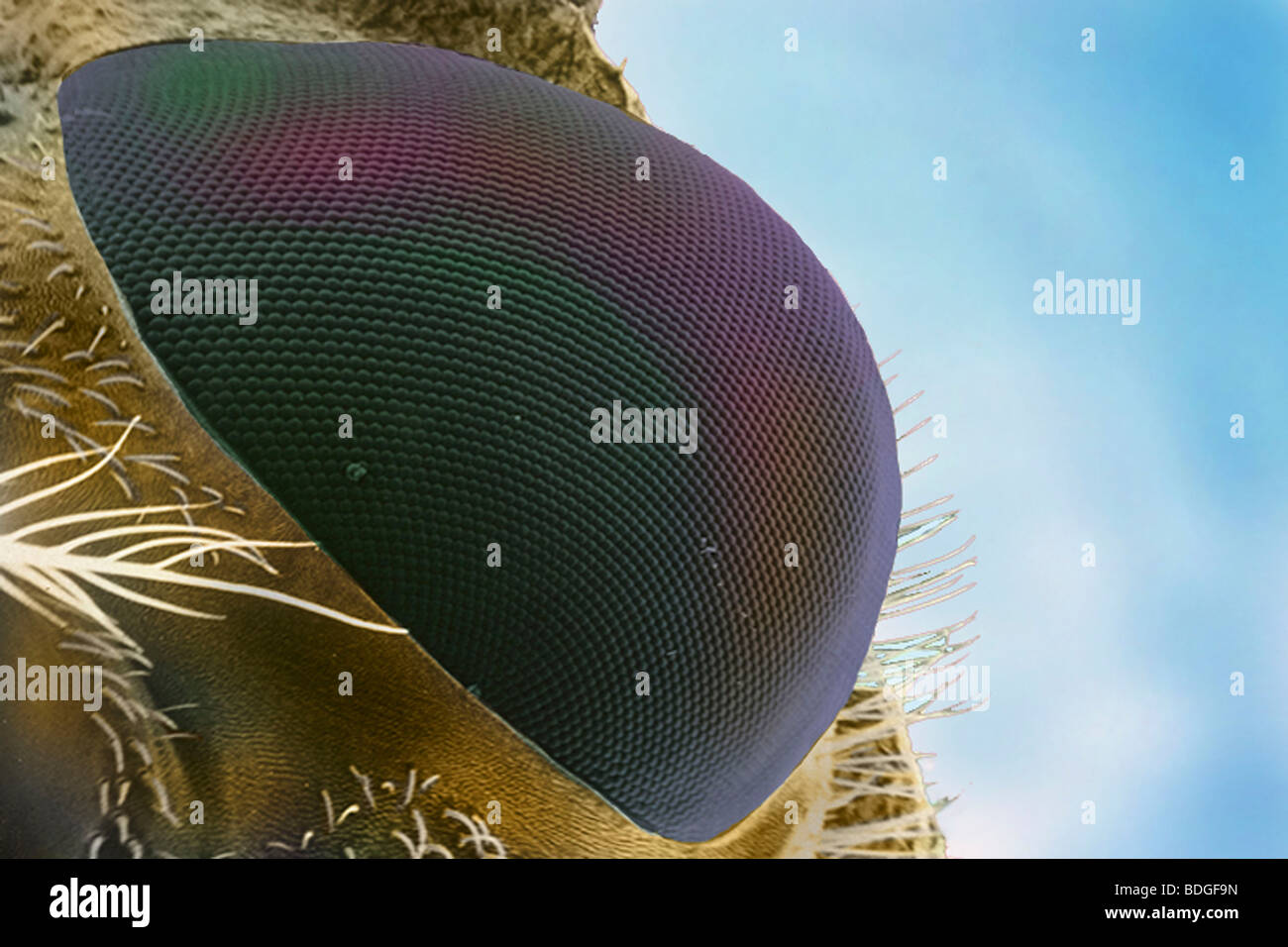 Fly eye sem hi-res stock photography and images - Alamy