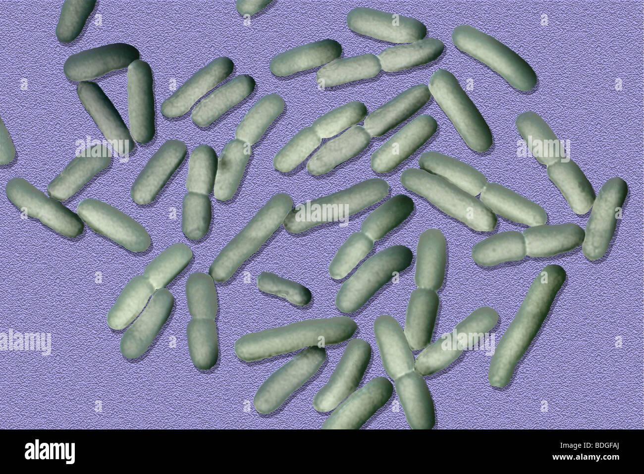 ESCHERICHIA COLI, SEM Stock Photo - Alamy