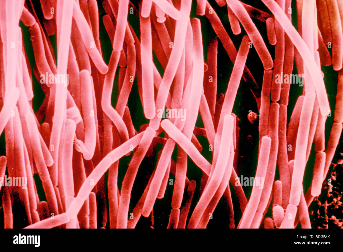 Bacillus subtilis sem hi-res stock photography and images - Alamy