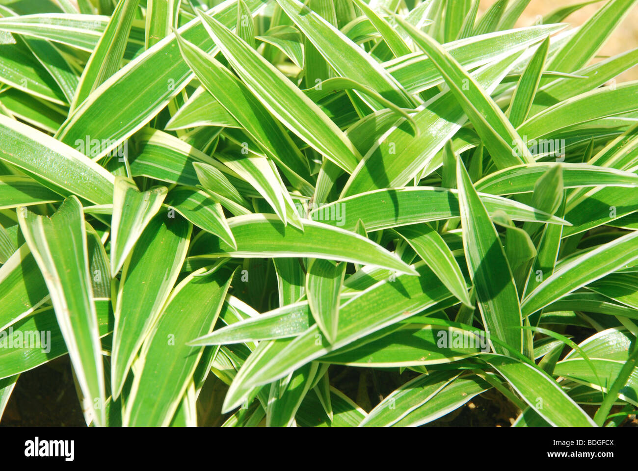 colorful wild grass texture Stock Photo - Alamy