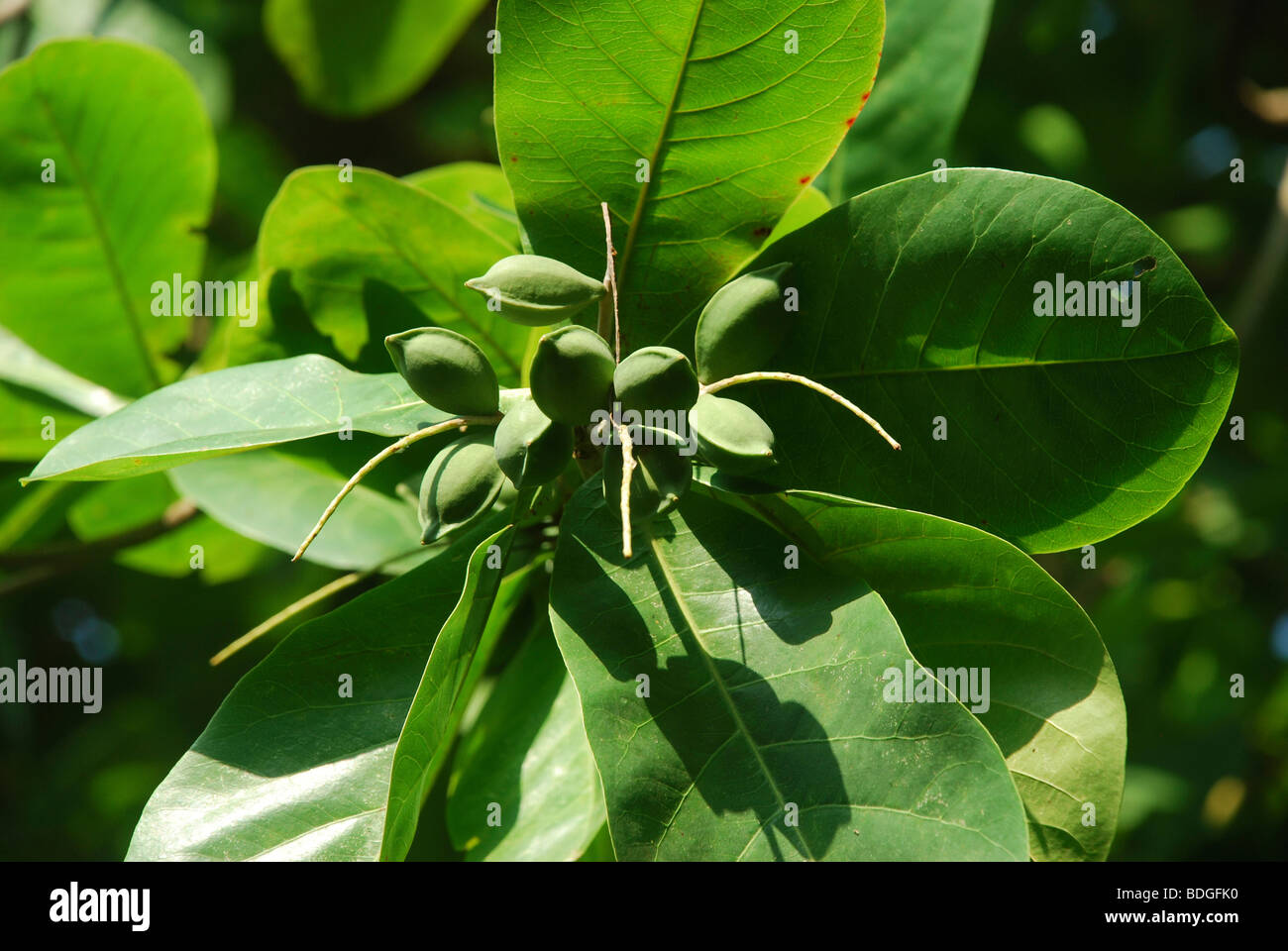 Indian badam leaf and nuts Stock Photo - Alamy
