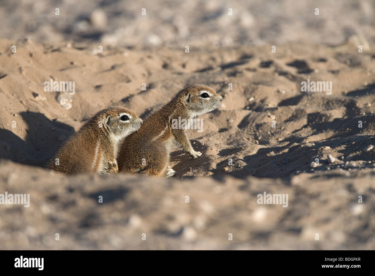 Ground squirrels, Xerus inauris, Kgalagadi Transfrontier Park, South ...