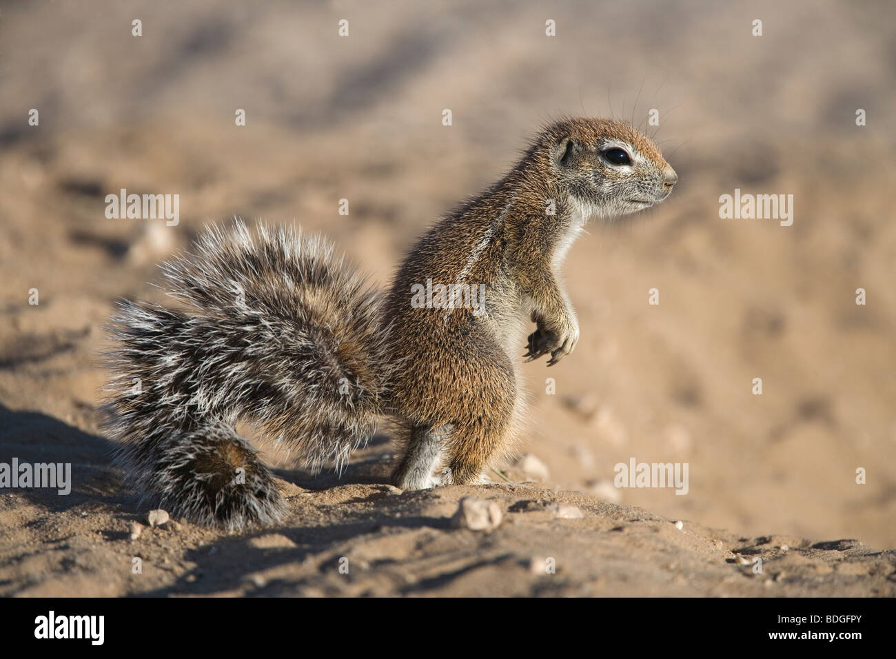 Ground squirrel, Xerus inauris, Kgalagadi Transfrontier Park, South ...