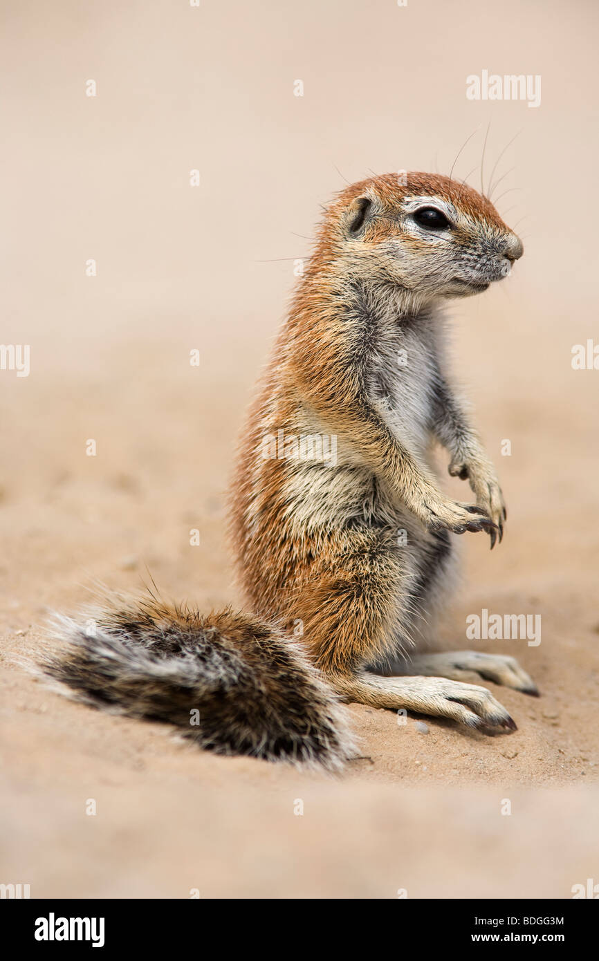 Baby ground squirrel, Xerus inauris, Kgalagadi Transfrontier Park ...