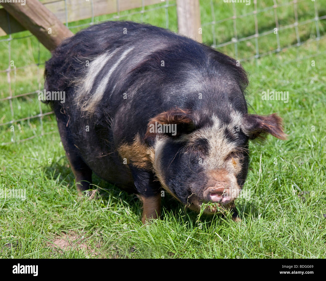 Kune kune pigs hi-res stock photography and images - Alamy