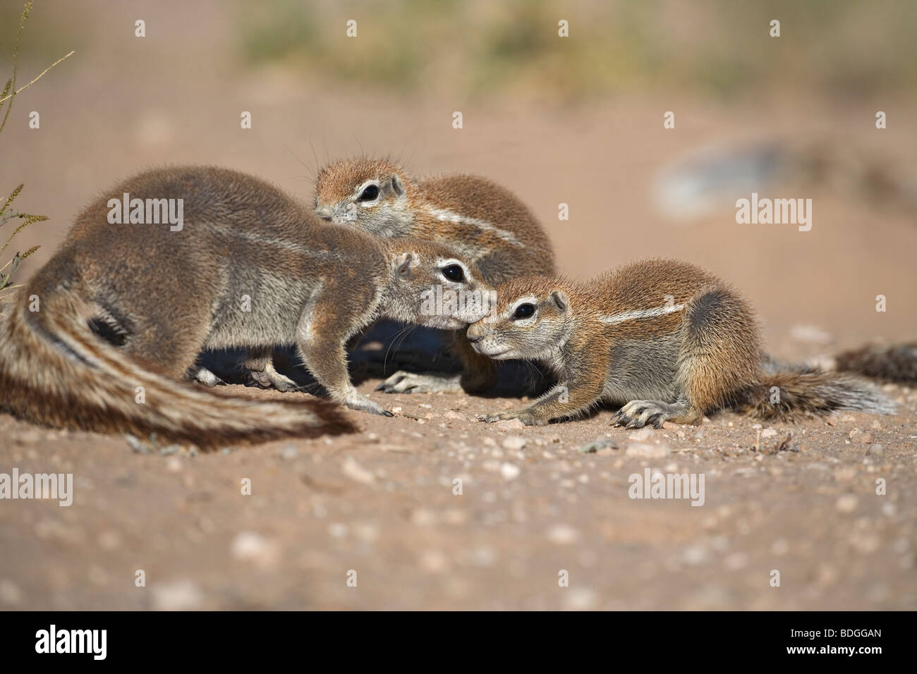 Ground squirrel, Xerus inauris, Kgalagadi Transfrontier Park, South ...