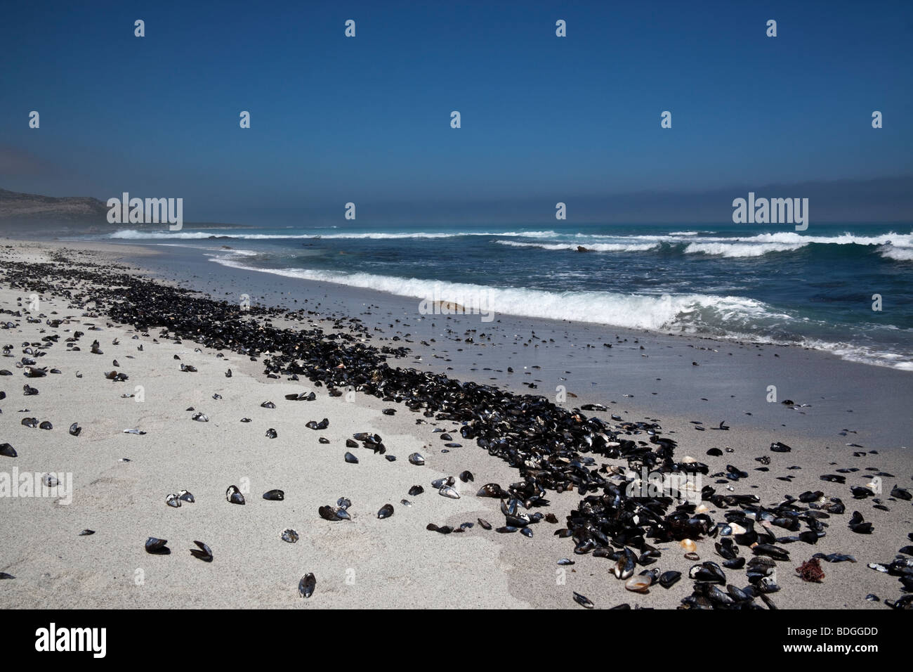White shells africa hi-res stock photography and images - Alamy