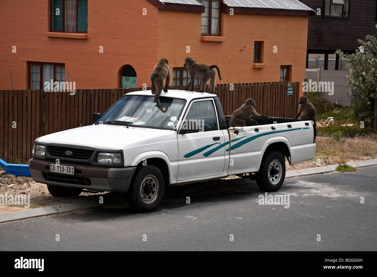Baboons play on a truck parked in suburb of Capetown, South Africa ...