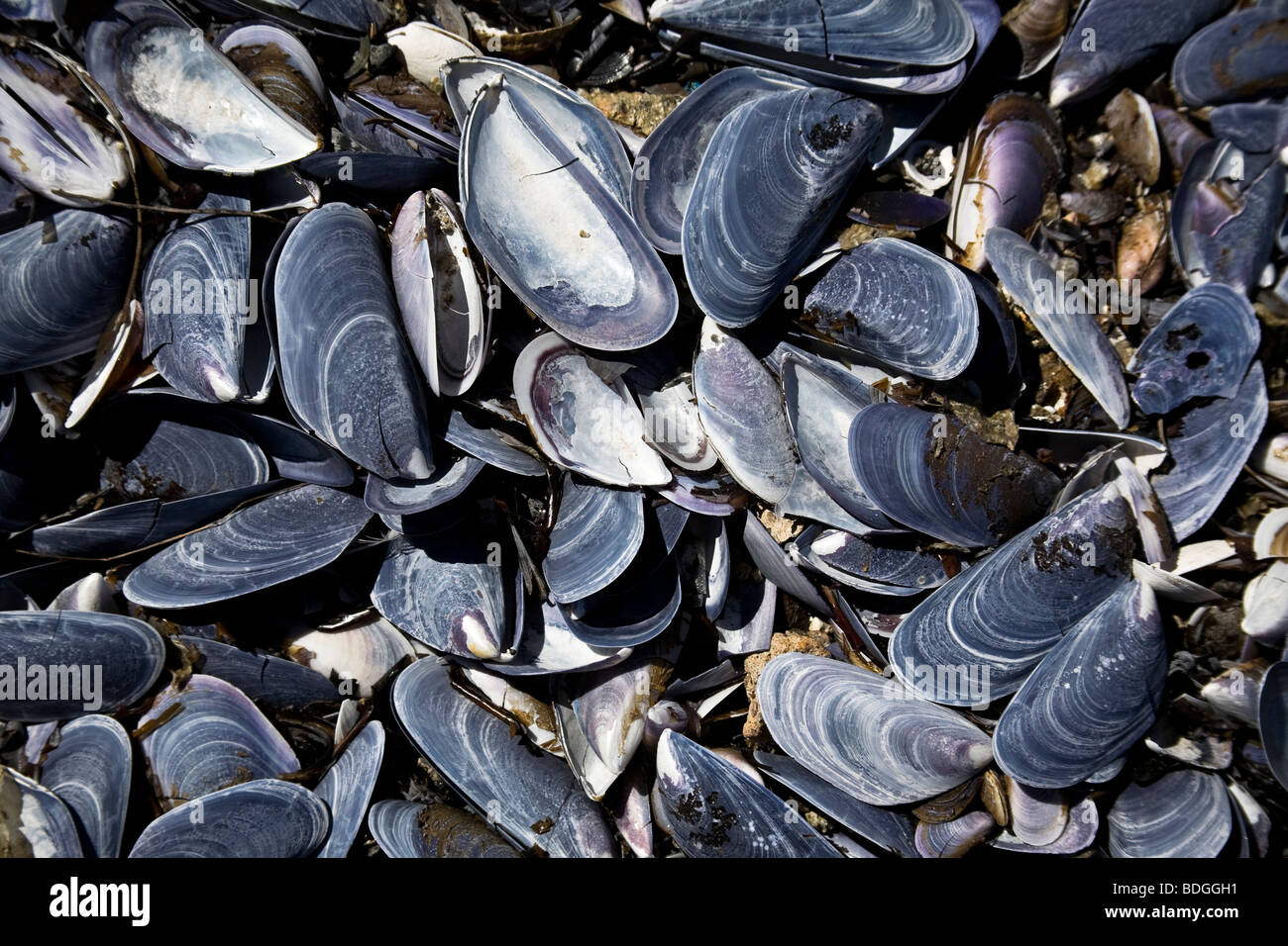 Mussel Shells, West Coast, Cape, South Africa Stock Photo - Alamy