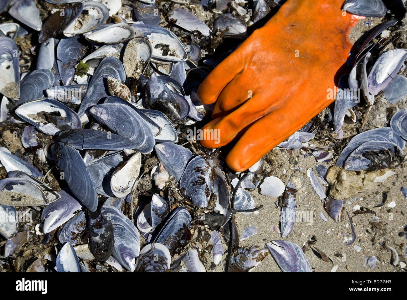 Shells africa hi-res stock photography and images - Alamy