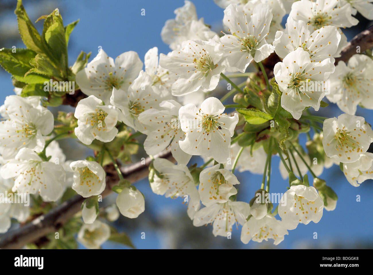Cherry prunus sp trees hi-res stock photography and images - Alamy