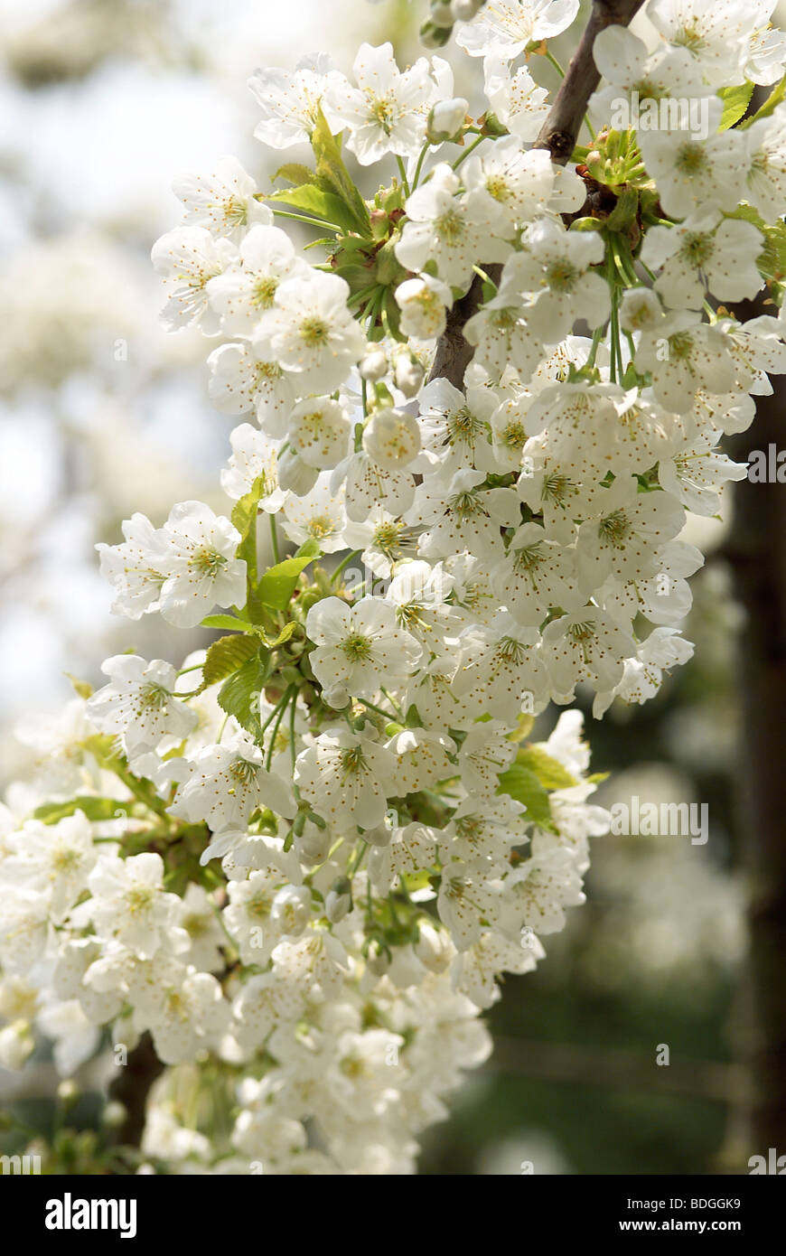 Cherry prunus sp trees hi-res stock photography and images - Alamy