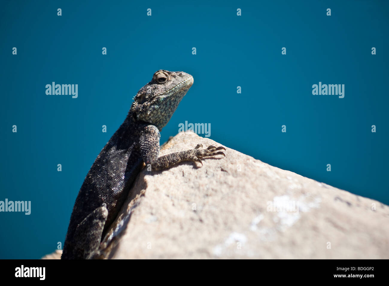 Lizard of western cape hi-res stock photography and images - Alamy