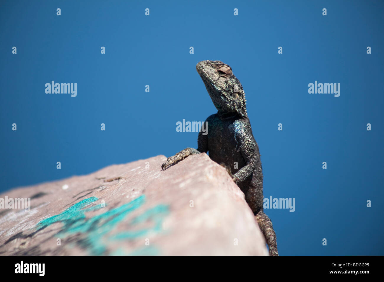Curios lizard hi-res stock photography and images - Alamy