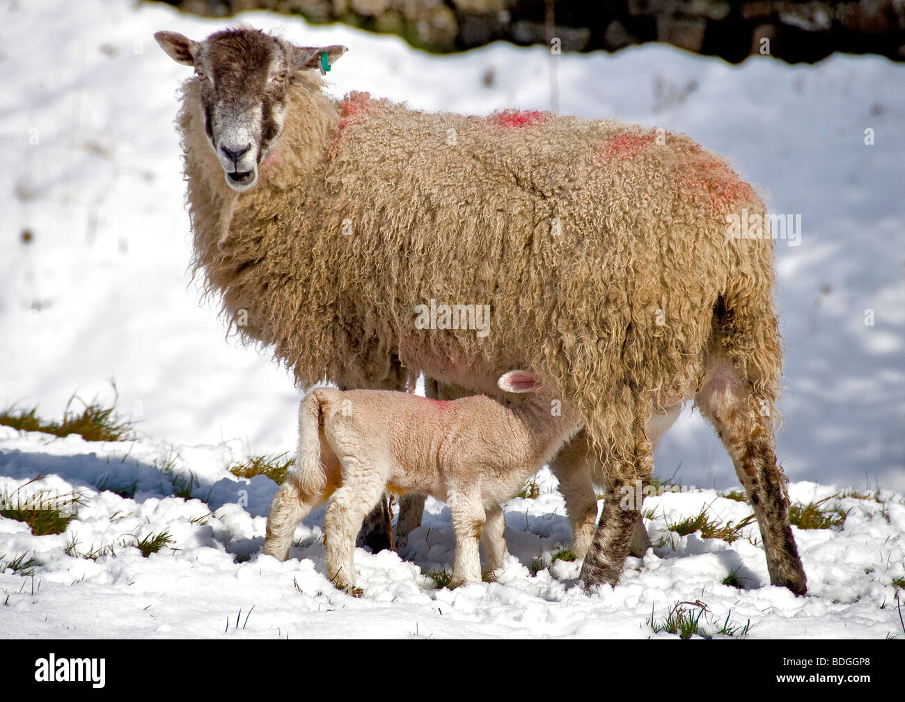 Lambs snow hi-res stock photography and images - Alamy