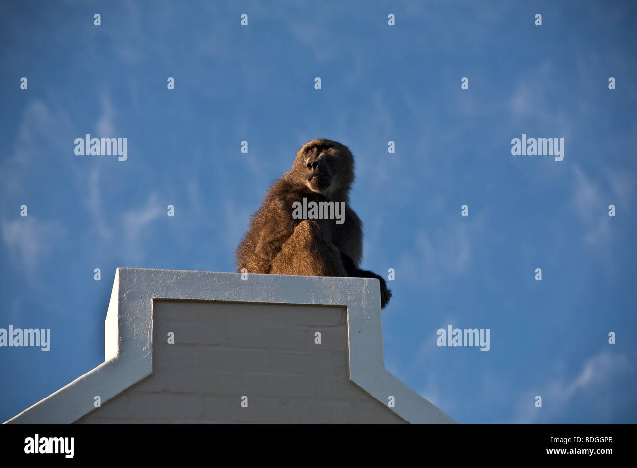 Overrun animals hi-res stock photography and images - Alamy