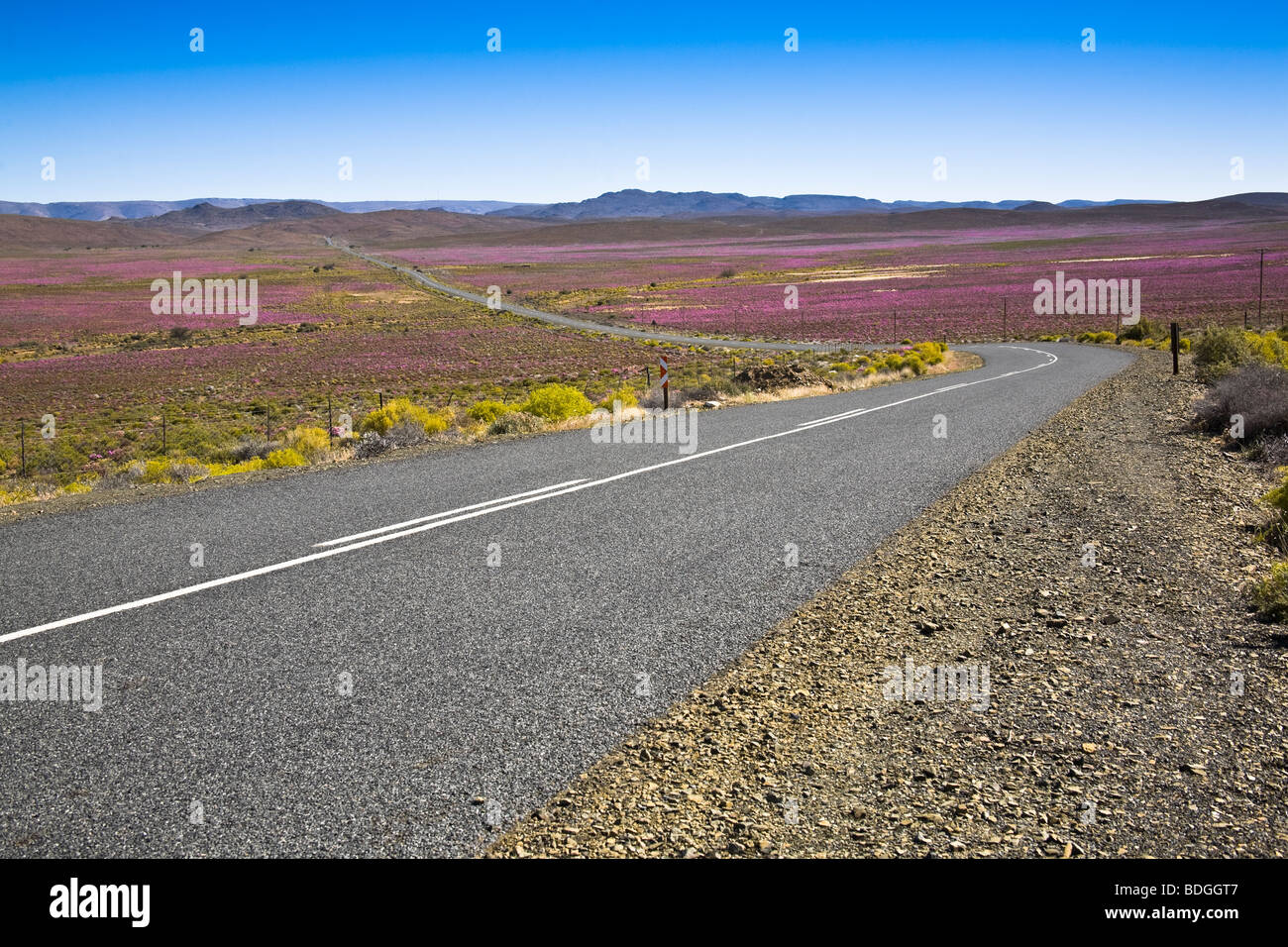 Karoo flowers hi-res stock photography and images - Alamy
