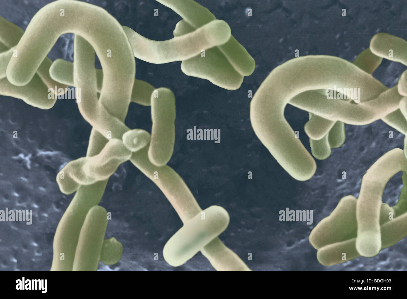 Lactobacillaceae hi-res stock photography and images - Alamy