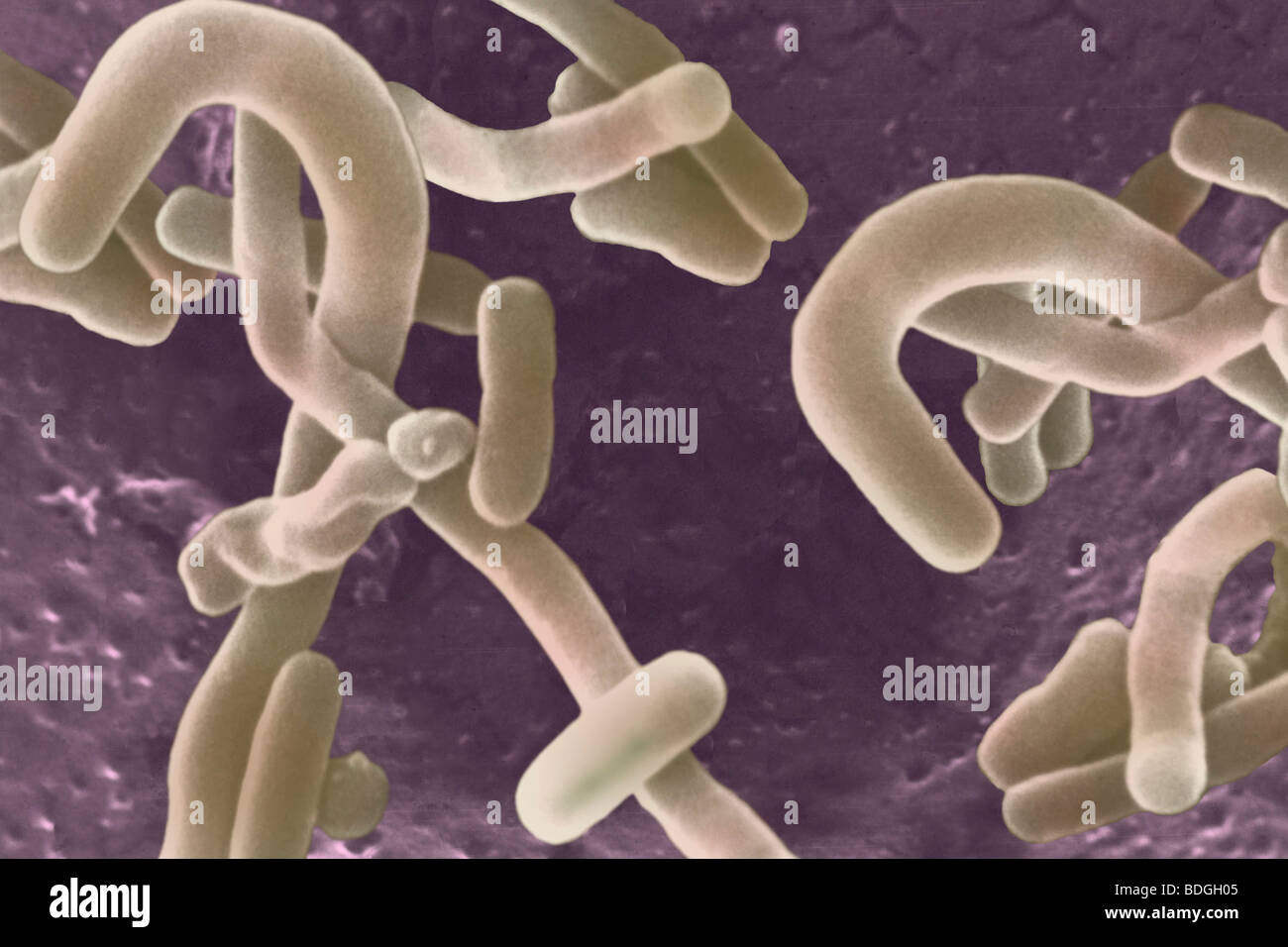 Bacterial fermentation test hi-res stock photography and images - Alamy