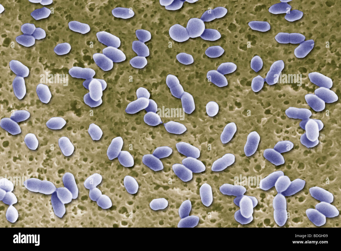 Listeria microscope hi-res stock photography and images - Alamy
