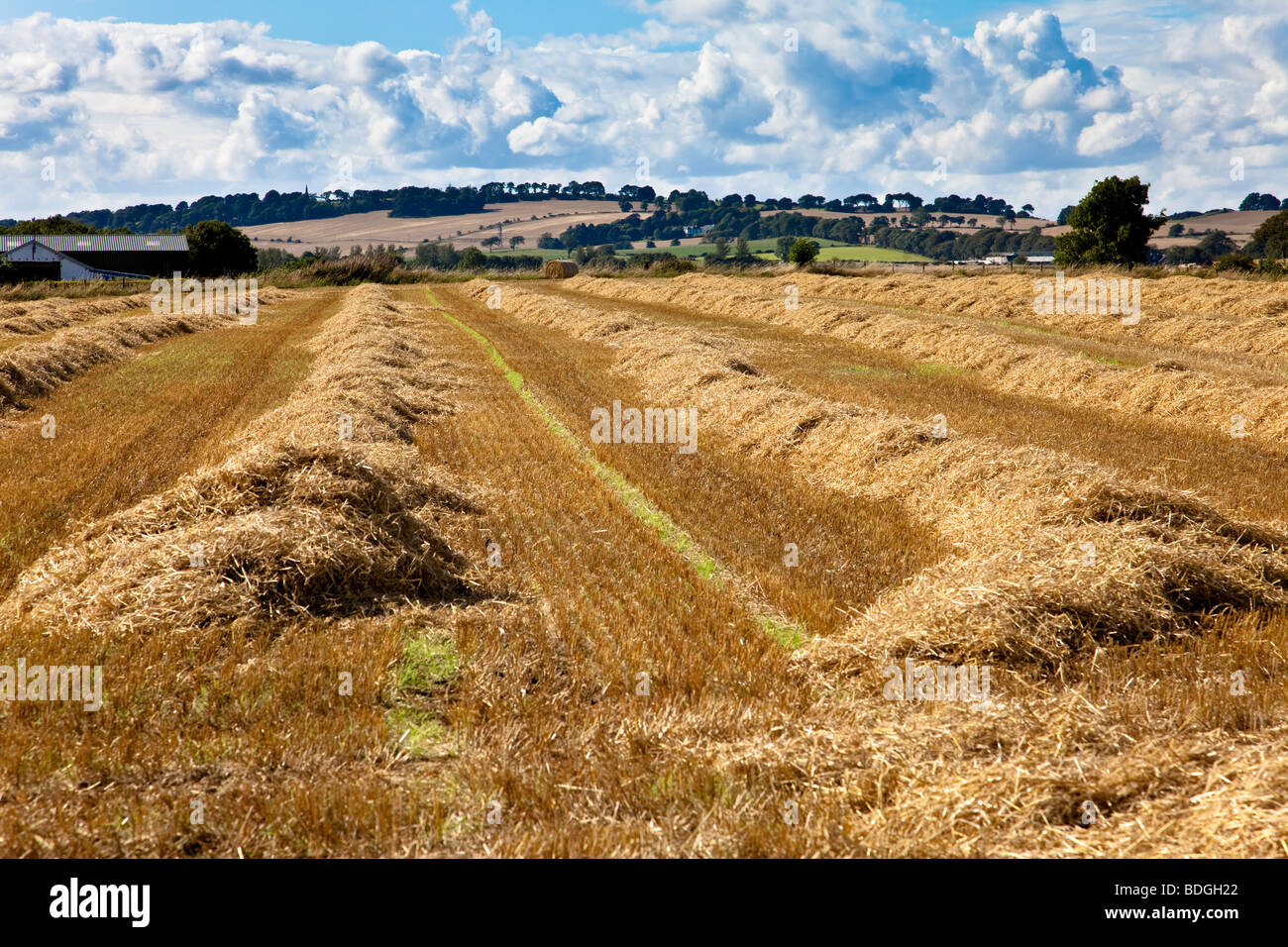 Field golden stubble cut stalks hi-res stock photography and images - Alamy